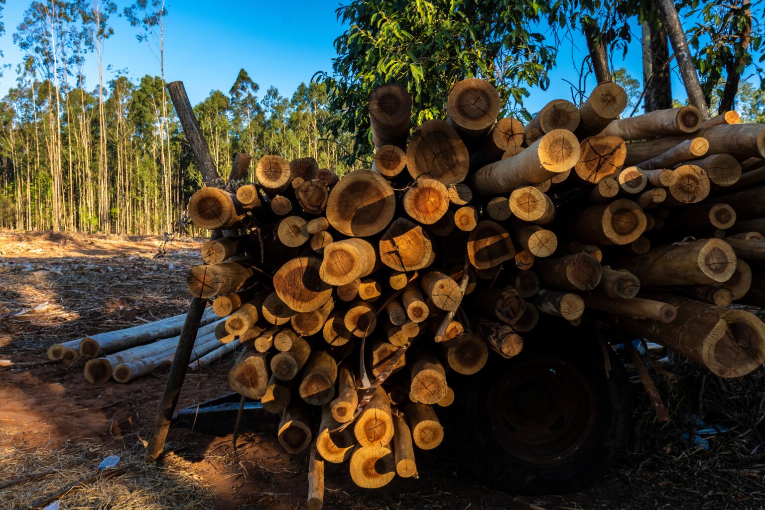 L’agroforesterie : bénéfices, risques et partenariat avec Treesition ...
