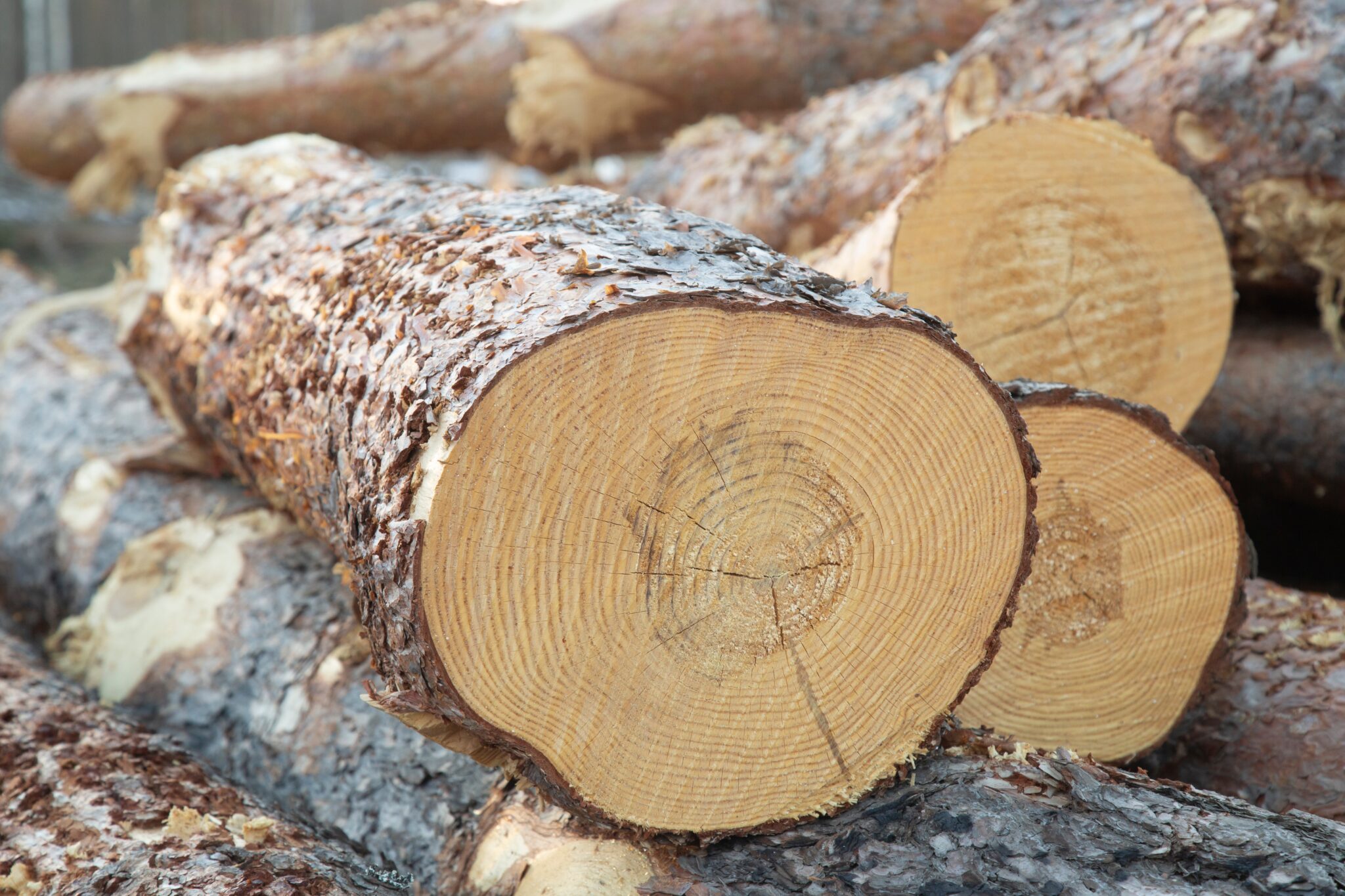 Transformation et valorisation du bois de Paulownia par Treesition ...